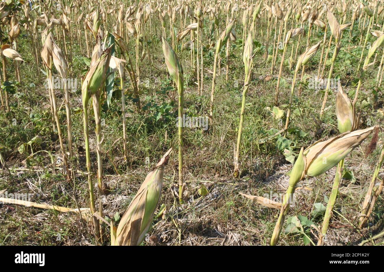 High angle shot of corns growing in the field Stock Photo - Alamy
