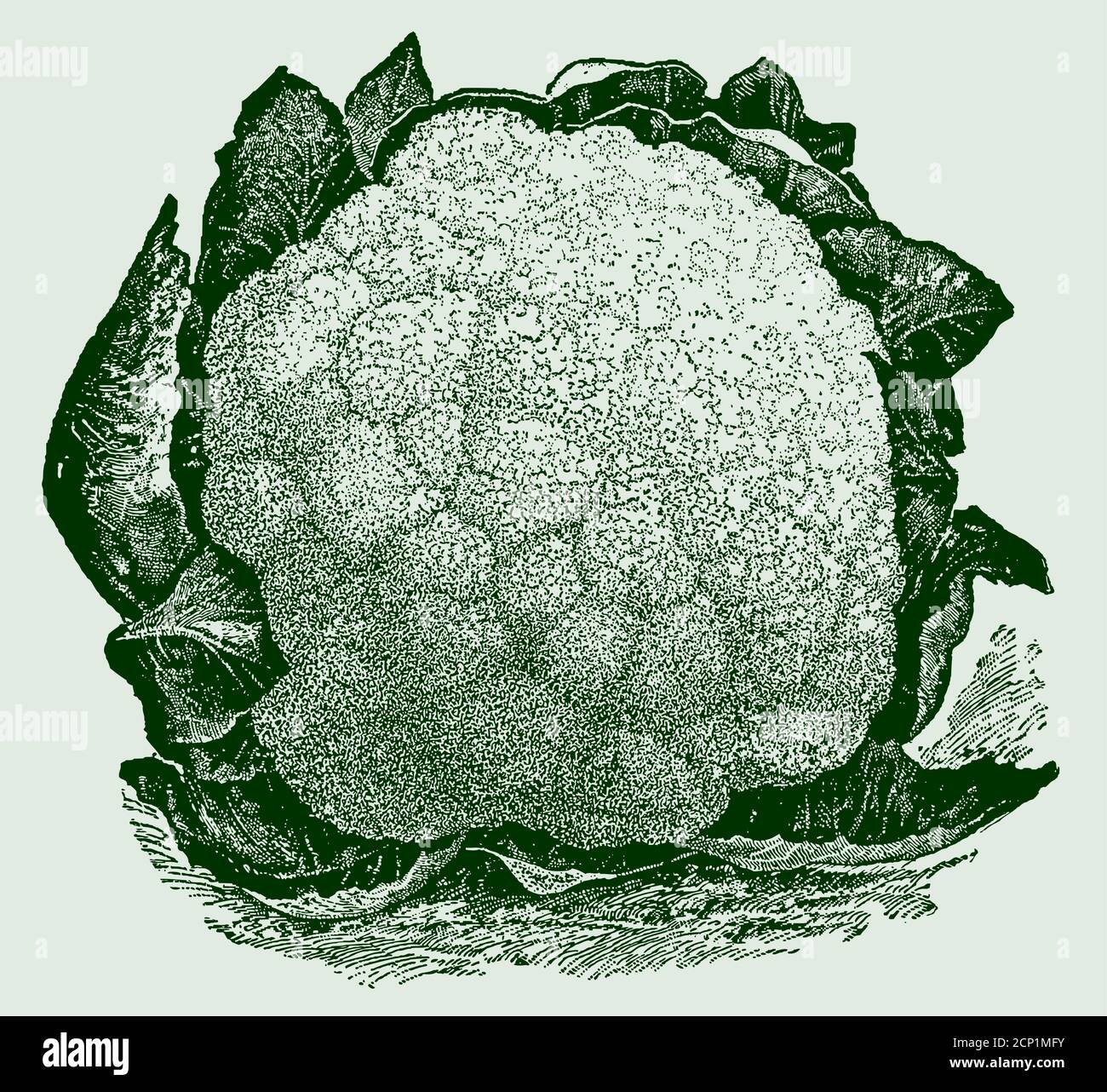 Fresh cauliflower head green Stock Vector Images - Alamy