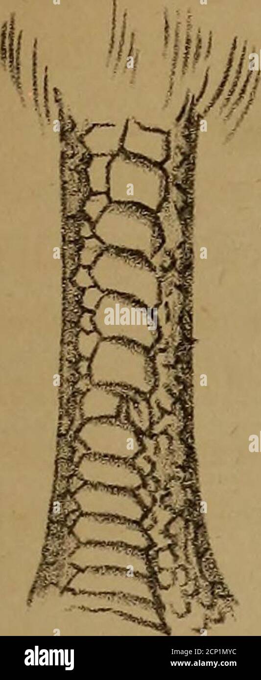 139 species of birds hi-res stock photography and images - Alamy