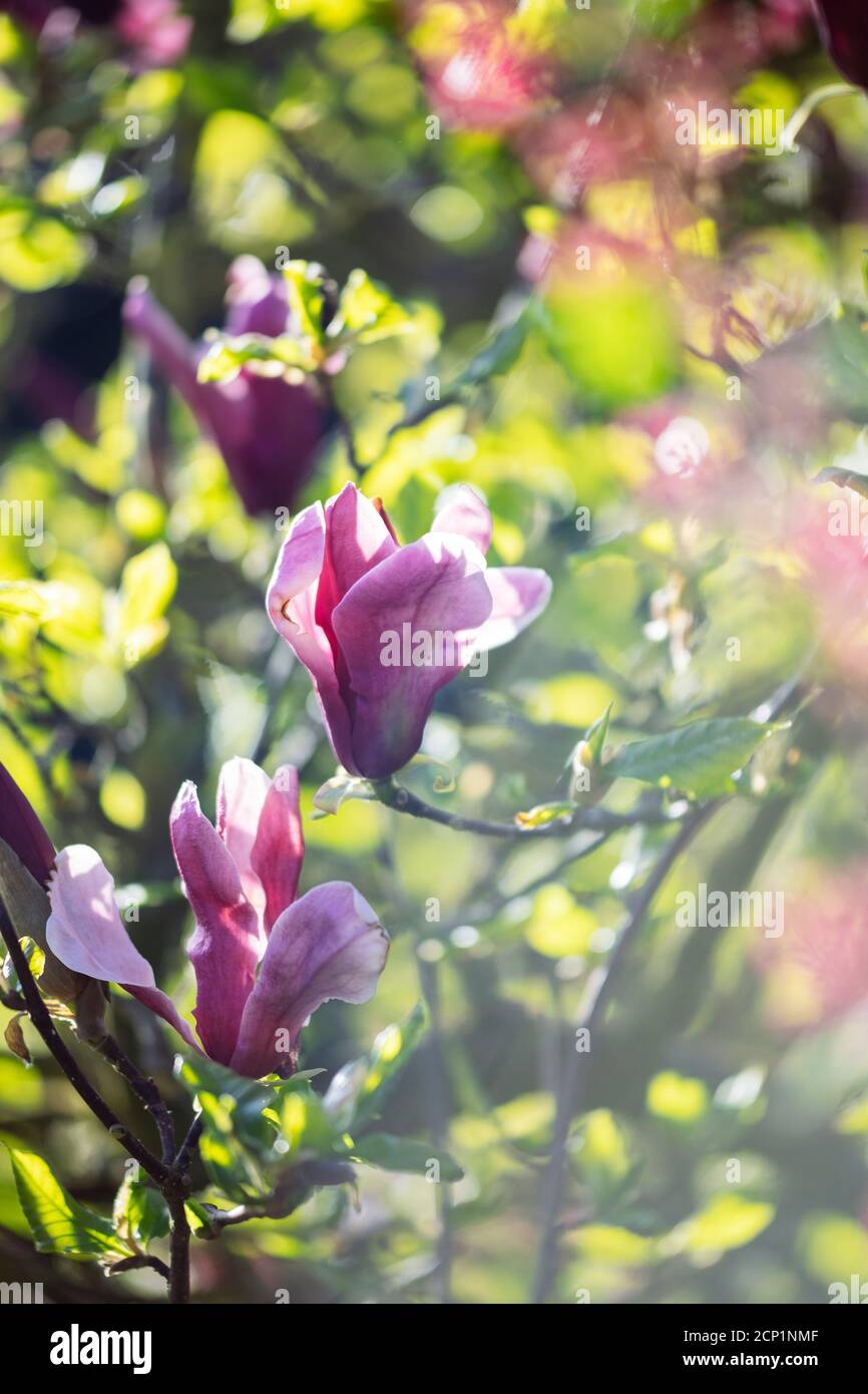 Magnolia, Purple Magnolia Susan Stock Photo - Alamy