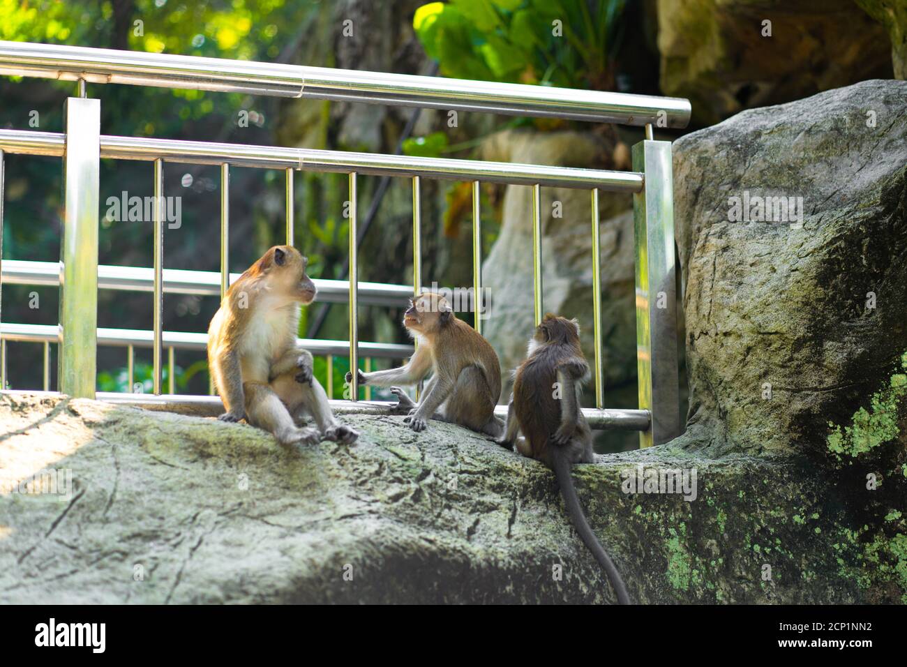 A flock of monkeys sits on a grid stretched over a park of birds Stock ...
