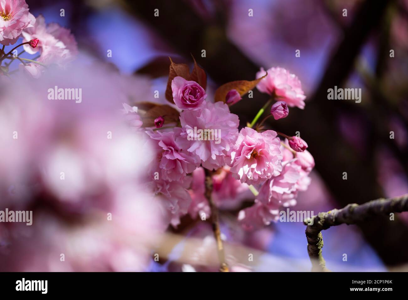 Japanese clove cherry Kanzan, ornamental cherry Stock Photo - Alamy