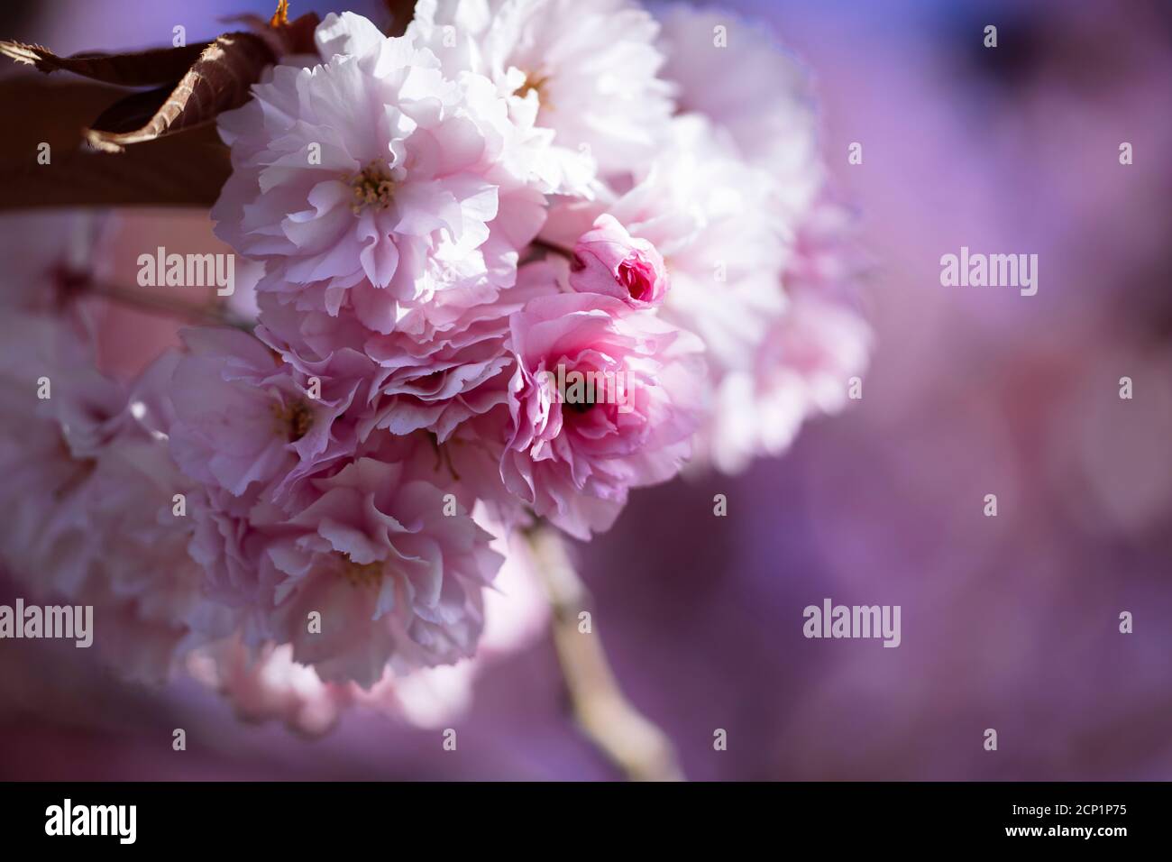 Japanese clove cherry Kanzan, ornamental cherry Stock Photo - Alamy