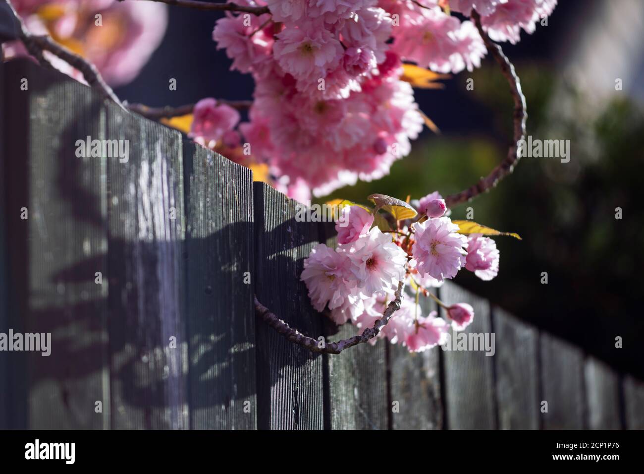 Japanese clove cherry Kanzan, ornamental cherry Stock Photo - Alamy