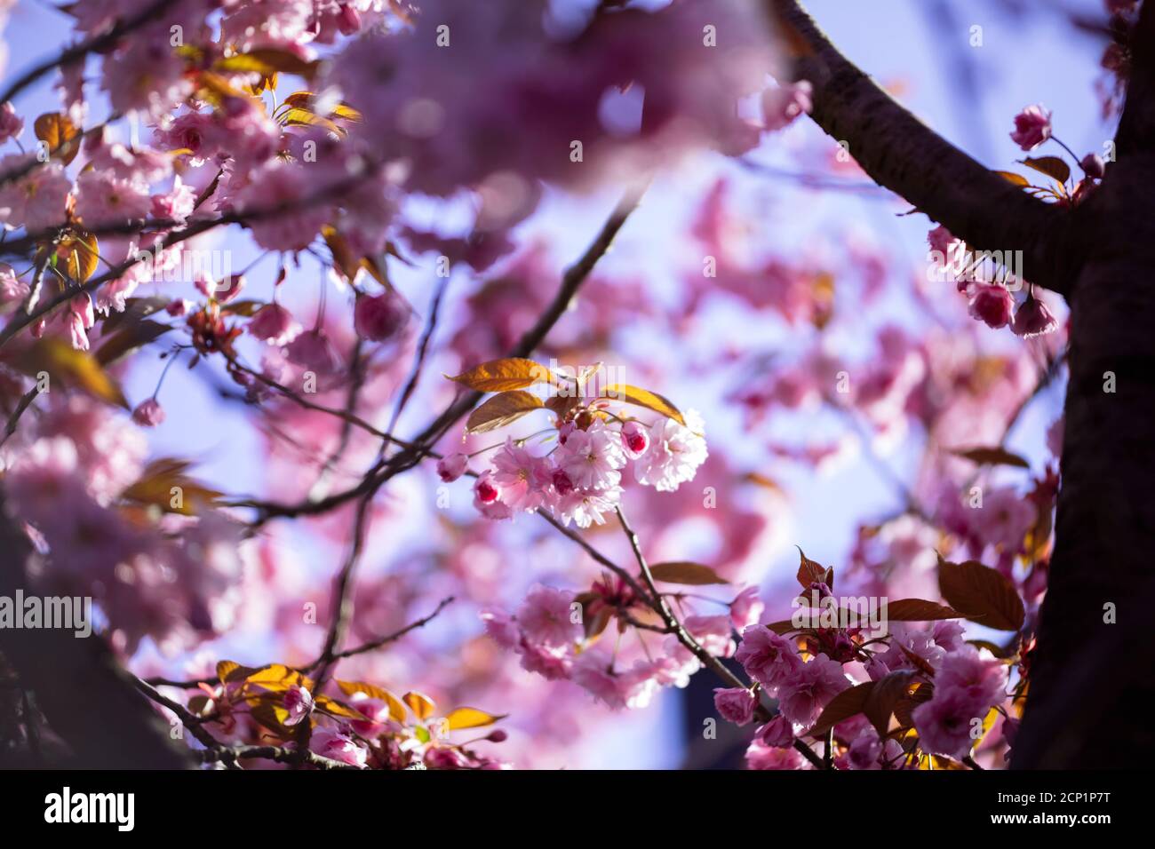 Japanese clove cherry Kanzan, ornamental cherry Stock Photo - Alamy