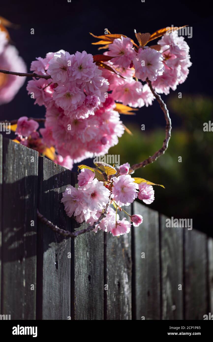 Japanese clove cherry Kanzan, ornamental cherry Stock Photo - Alamy