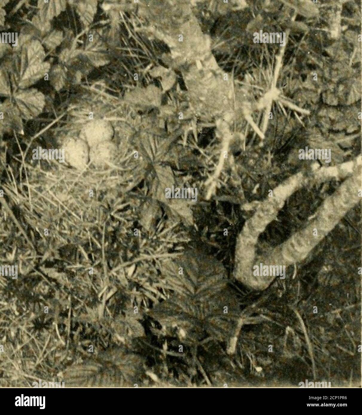 Corncrake africa hi-res stock photography and images - Alamy