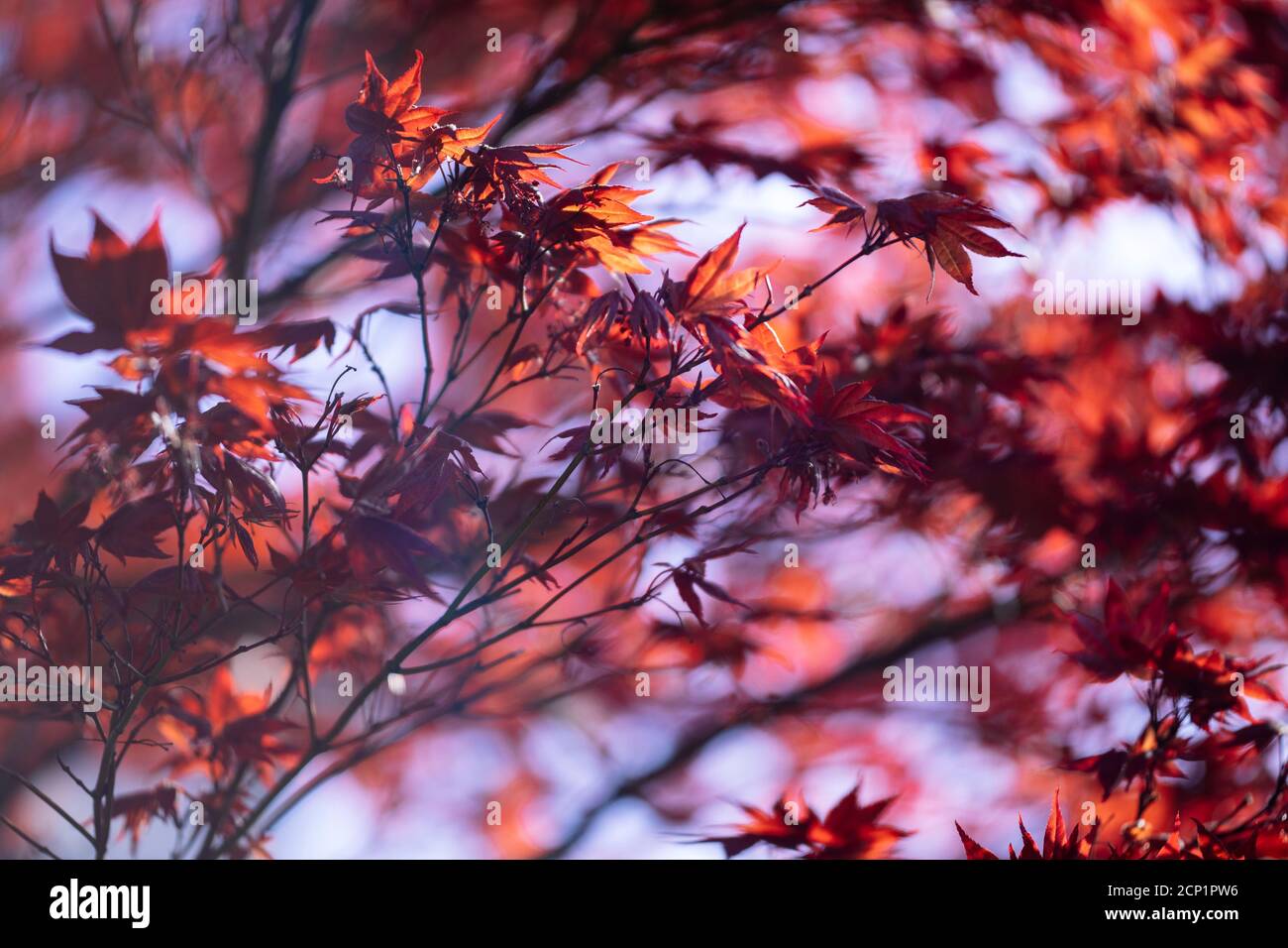 Red japanese fan maple hi-res stock photography and images - Alamy