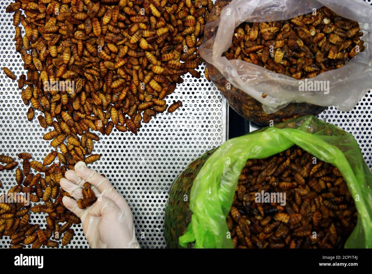 Sorts our insects hi-res stock photography and images - Alamy