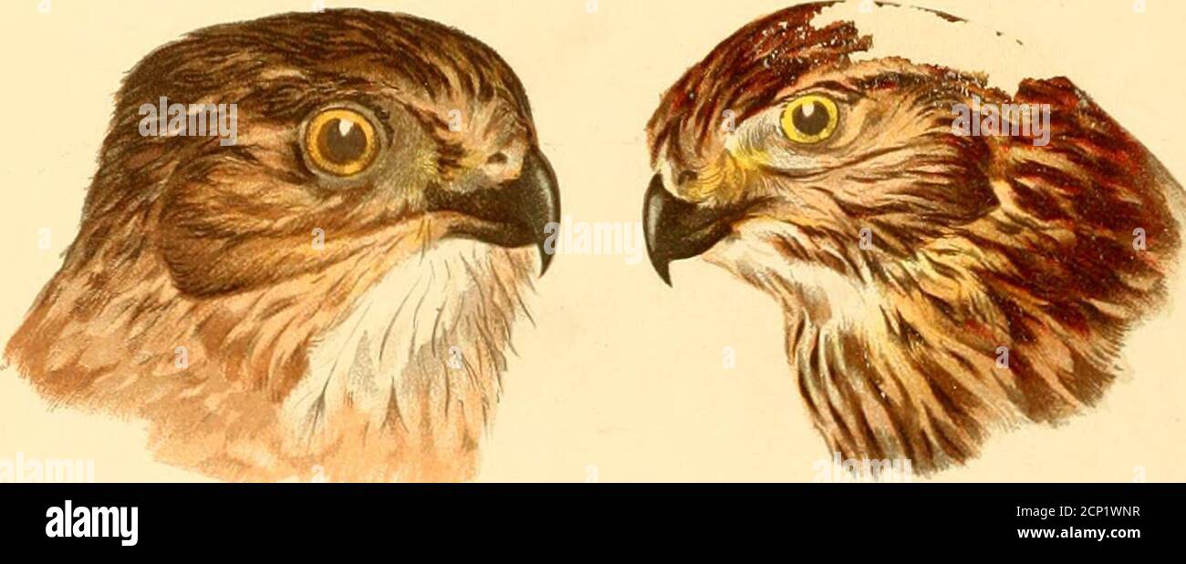 . Diseases and enemies of poultry . ( FEMALE MARSH HAW K ^ .life size ...