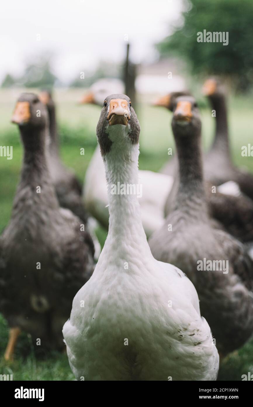Pomerania goose hi-res stock photography and images - Alamy