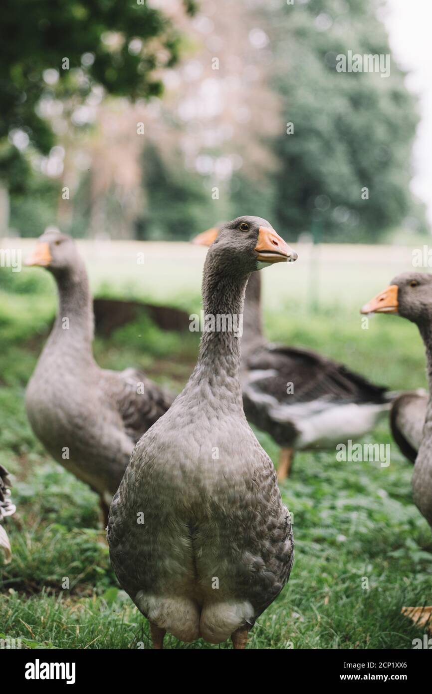 Pomeranian goose hi-res stock photography and images - Alamy