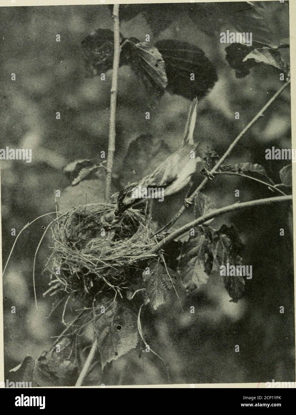 Disturbing bird nest hi-res stock photography and images - Alamy