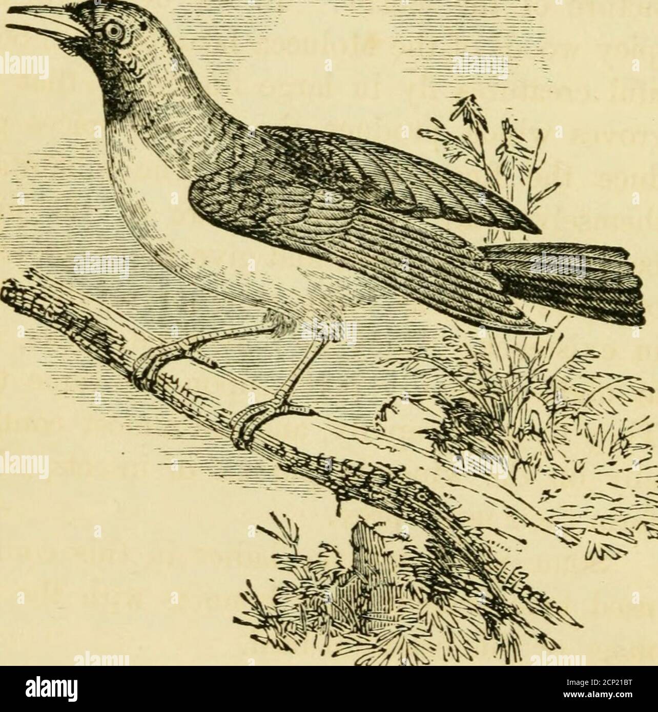 . Stories about birds, with pictures to match . to the eye as large asa ...