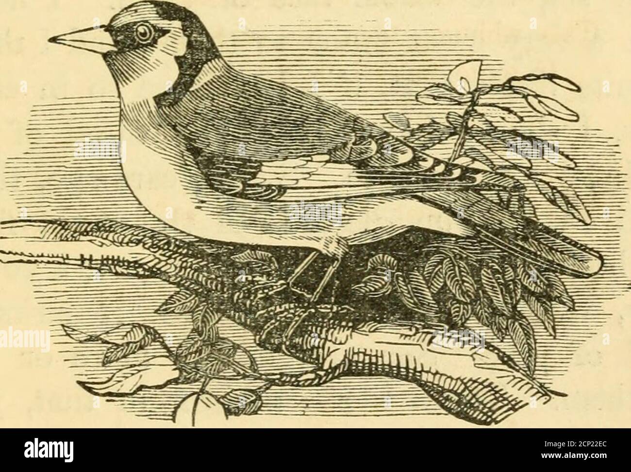 Pictures of julius caesar hi-res stock photography and images - Alamy