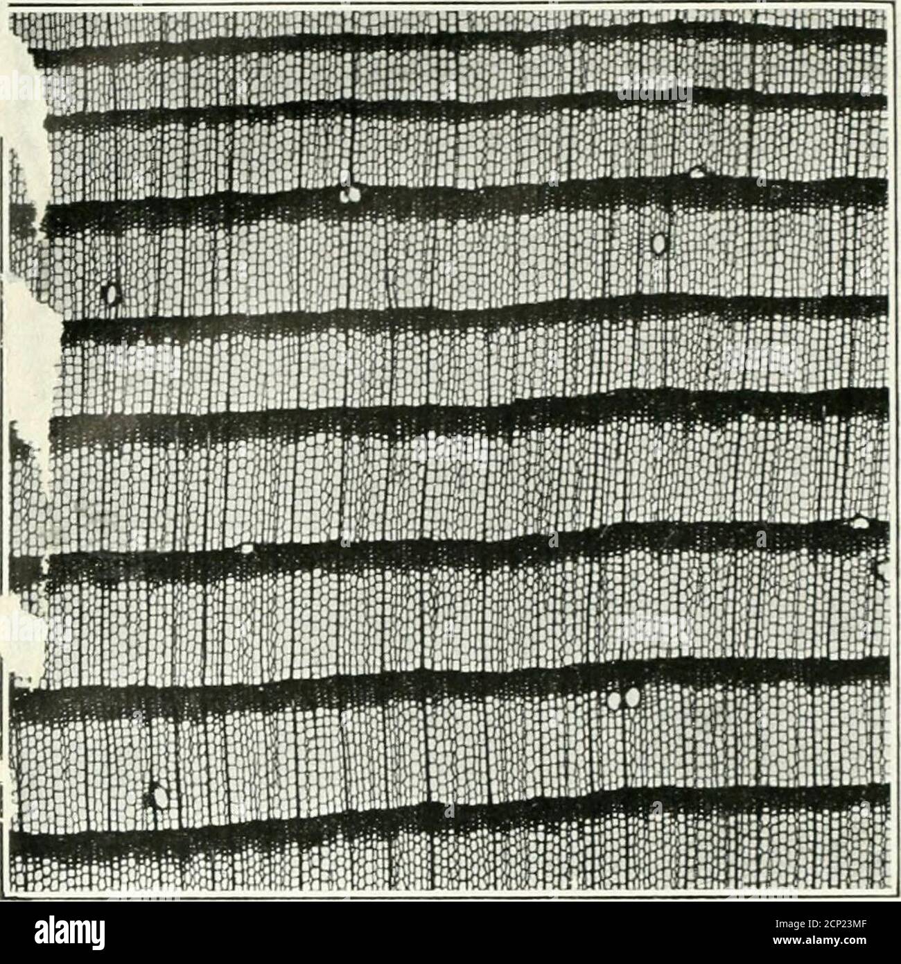 Cross section of douglas fir hi-res stock photography and images - Alamy