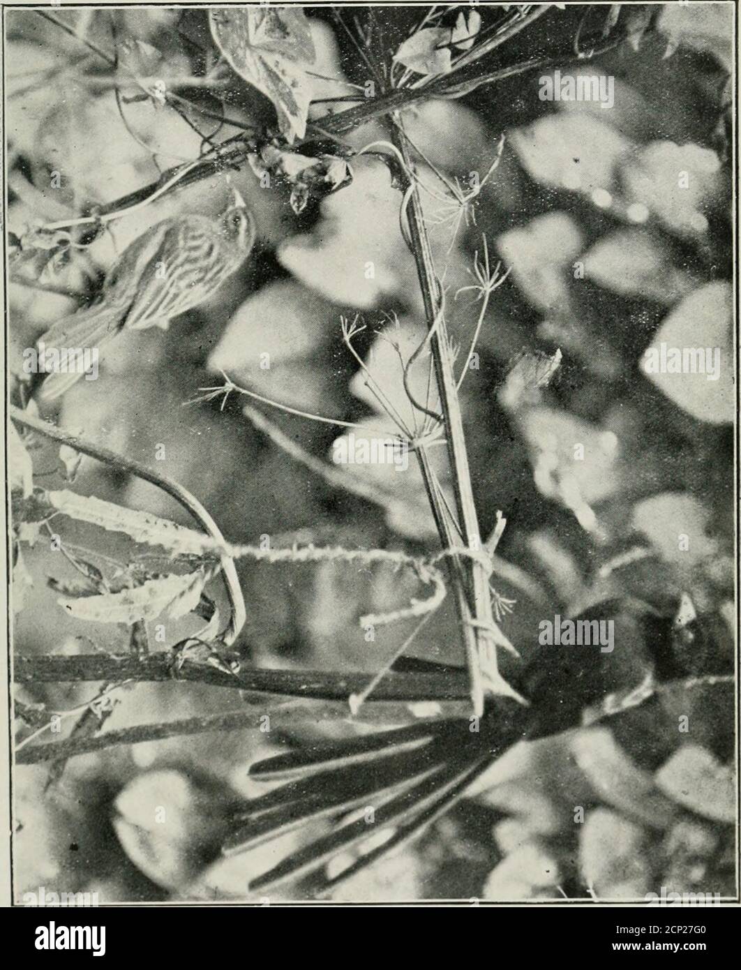 . Bird notes . onally 1 have seen him hovering over the hen in much,the ...