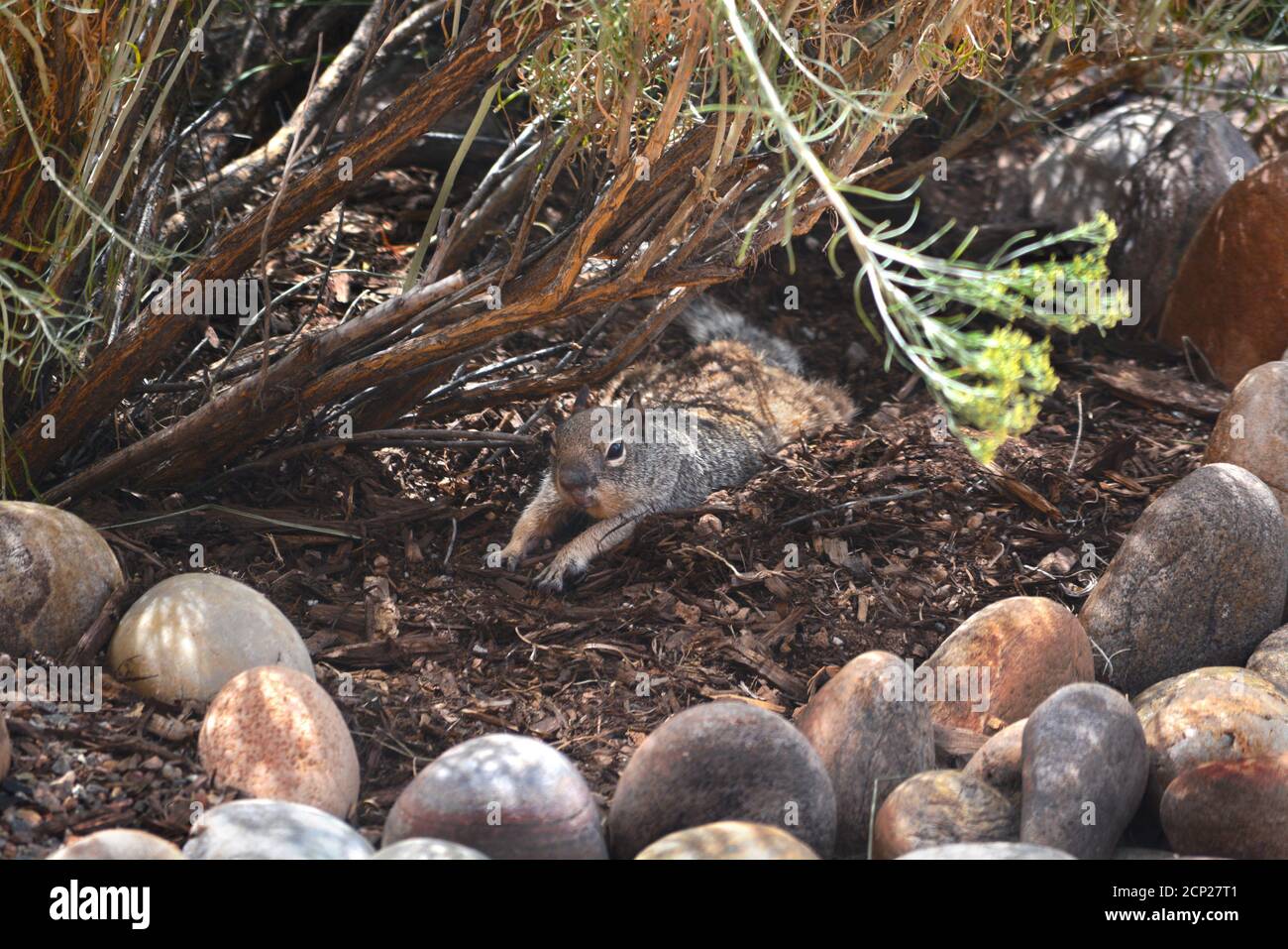 A ground squirrel, or rock squirrel, relaxes in the shade of a chamisa ...