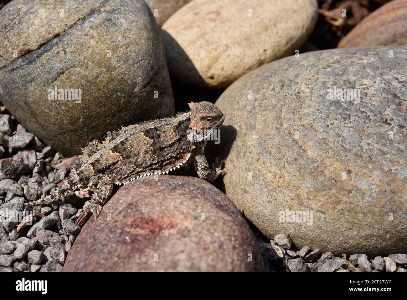 A horned lizard, also known as a horny toad of horntoad, in the ...