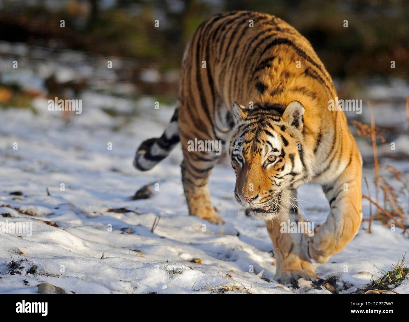 Amur Tigers At Kingussie High Resolution Stock Photography and Images ...