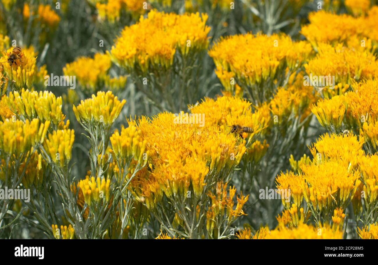 A honey bee feeds on a flowering chamisa plant in the American ...