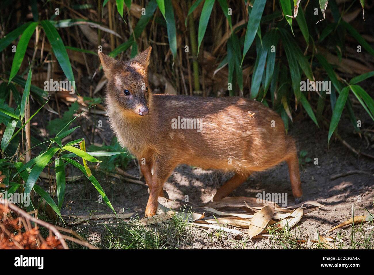 Wildlife conservation society's zoo hi-res stock photography and images ...