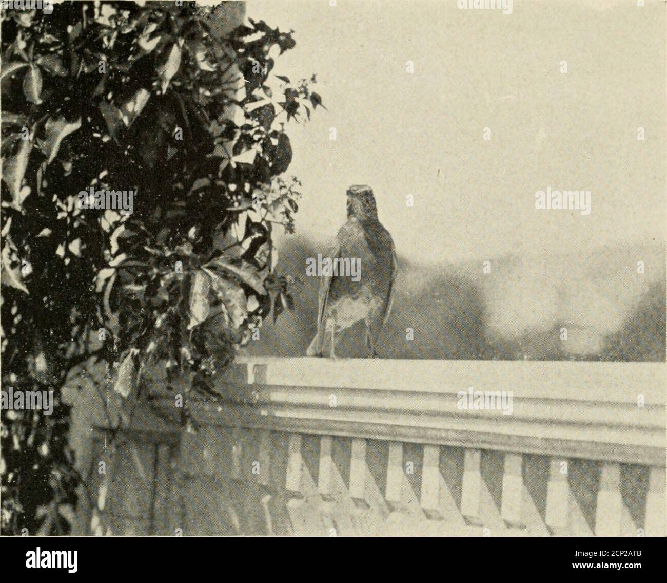 . Camera studies of wild birds in their homes . Fig. 94. THE NEST OX ...