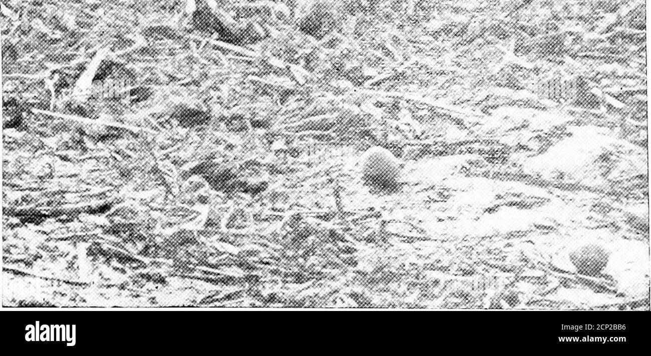 Crow stealing egg hi-res stock photography and images - Alamy