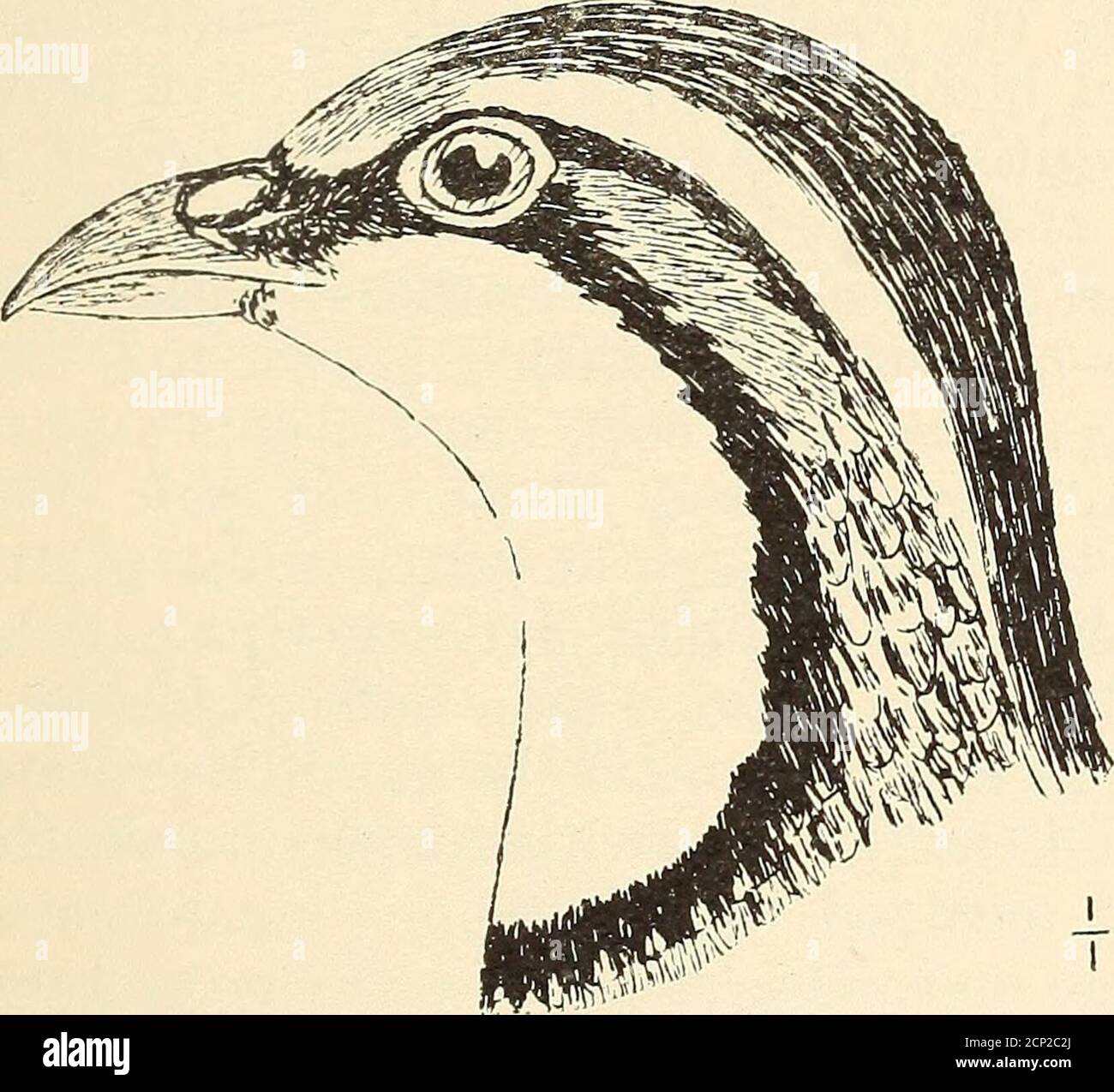 . A practical handbook of British birds . hite line on fore-head which ...