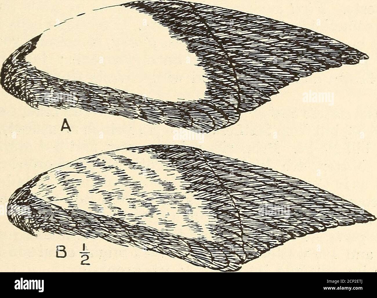 Dark wing bases hi-res stock photography and images - Alamy