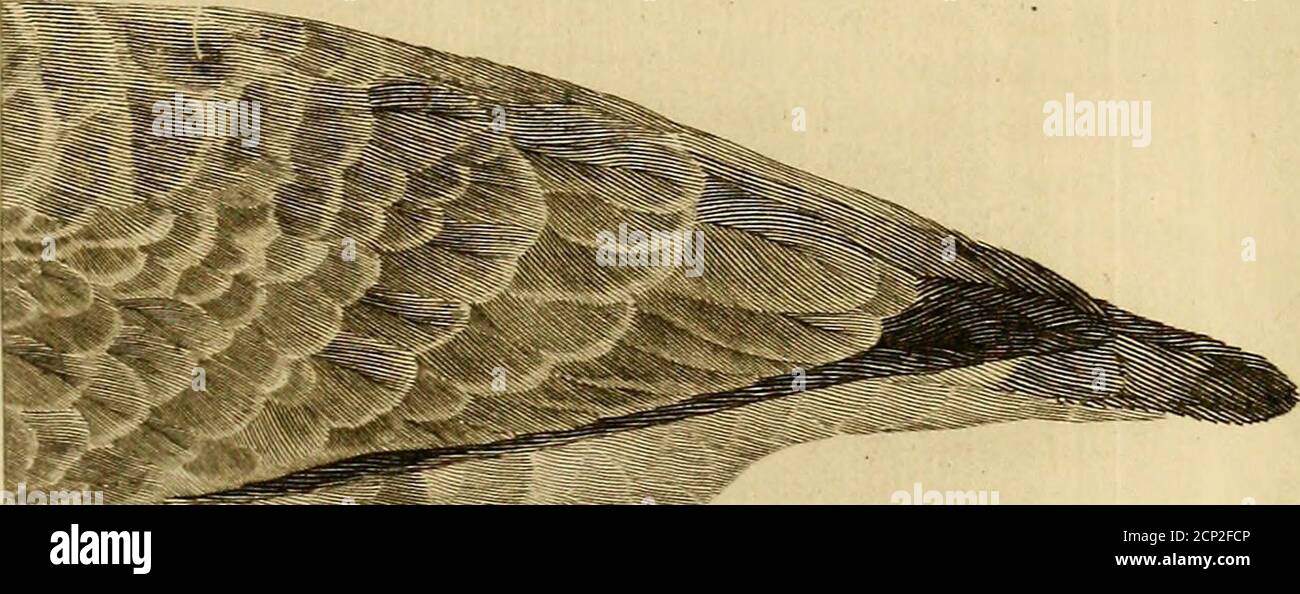 . Ornithologie, ou, Méthode contenant la division des oiseaux en ordres ...