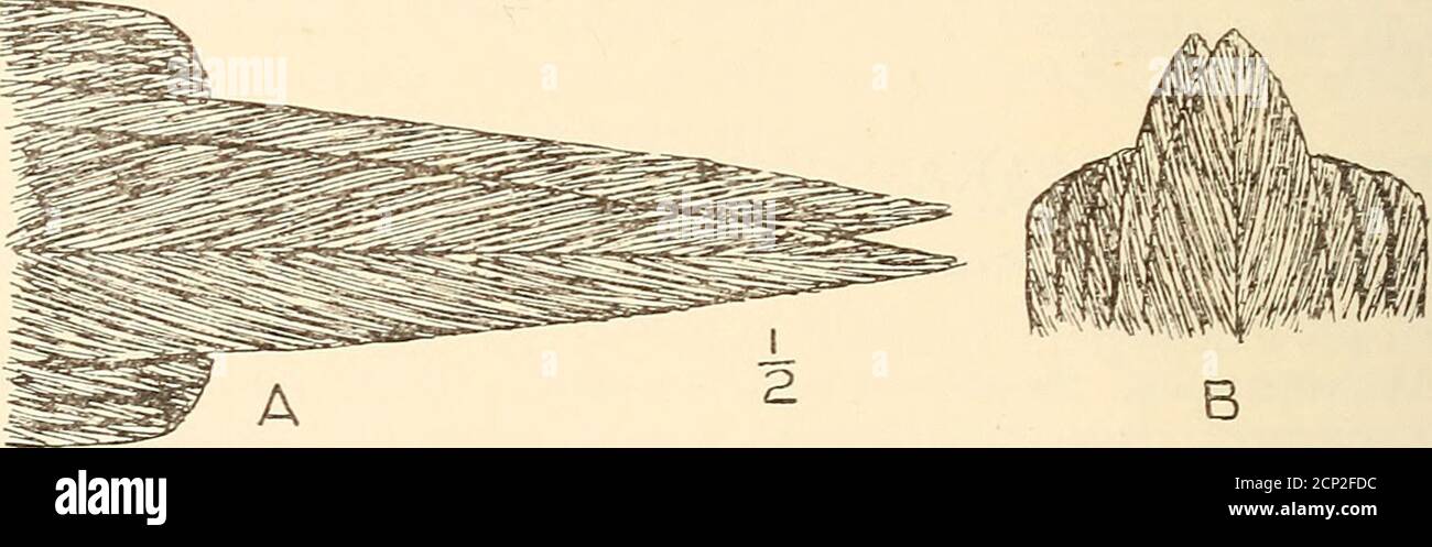 Primary wing coverts hi-res stock photography and images - Alamy