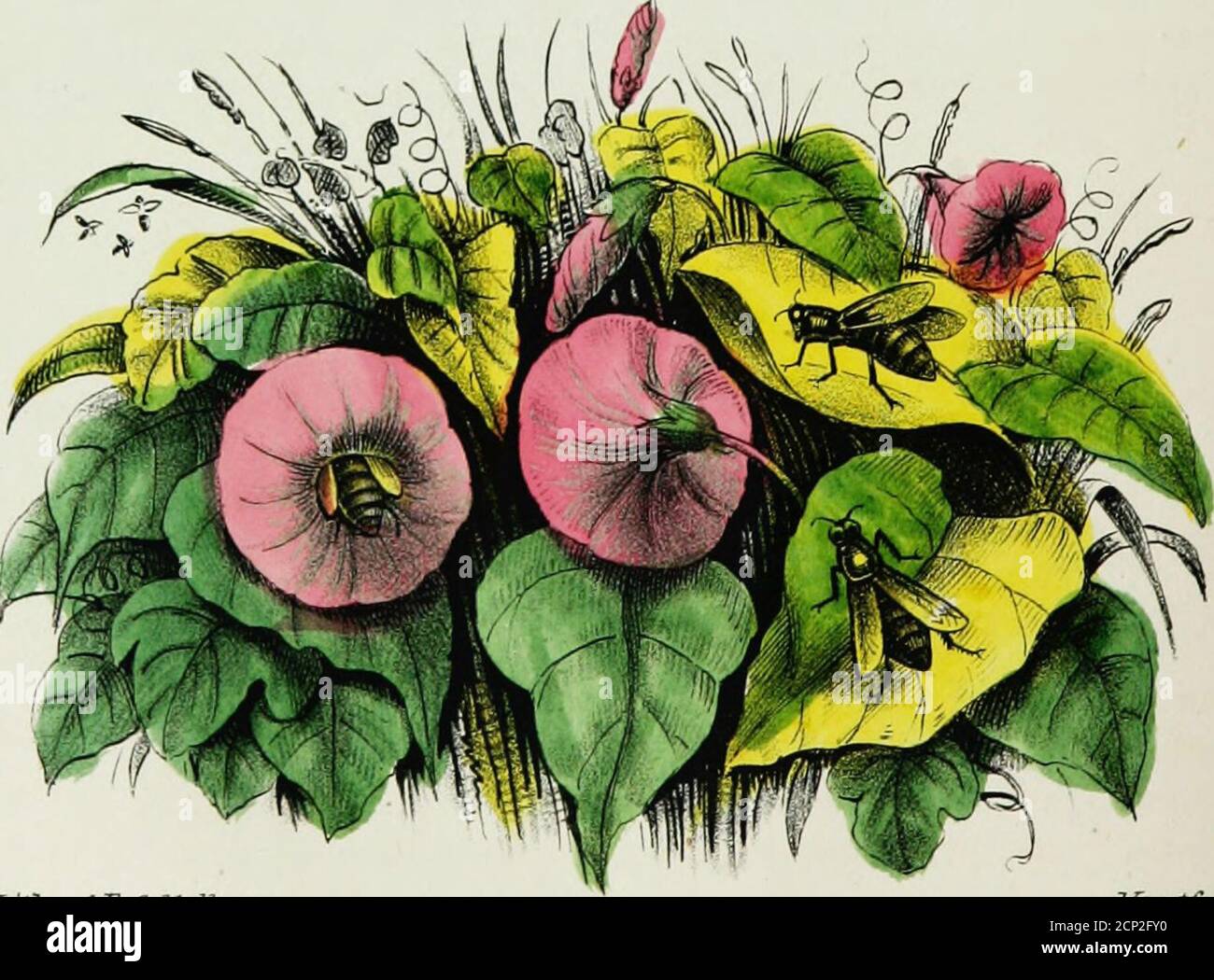 . A materia medica animalia, containing the scientific analysis ...