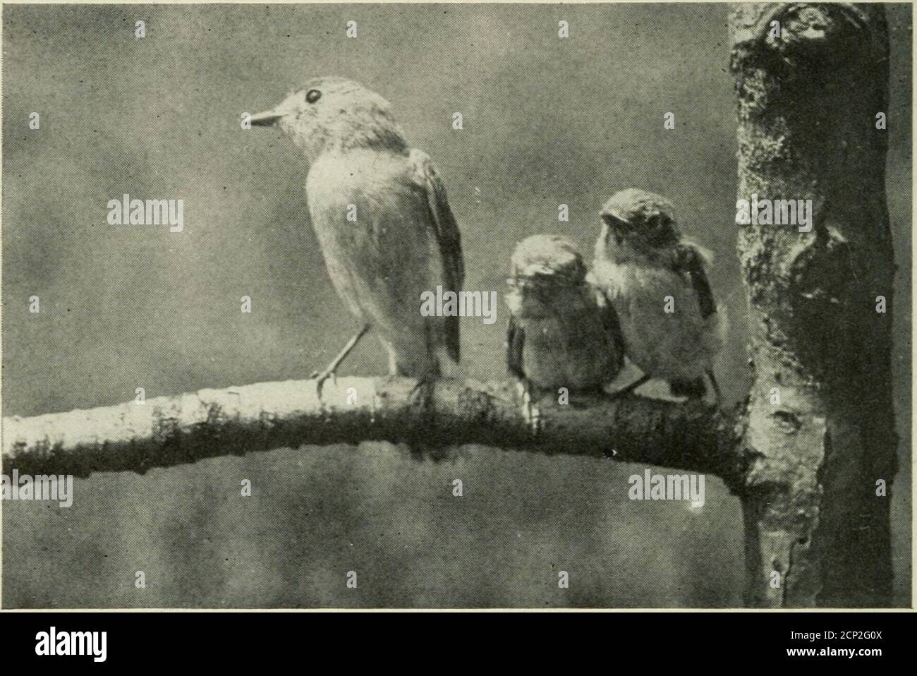 Large bird tied up hi-res stock photography and images - Alamy