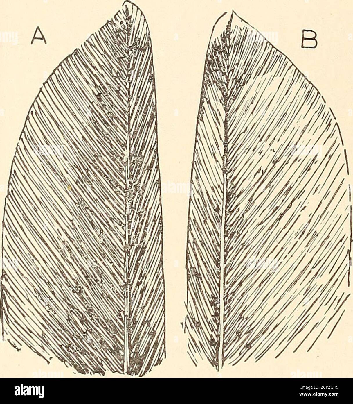 . A practical handbook of British birds . Club, xxxi, p. 69. Larus ...