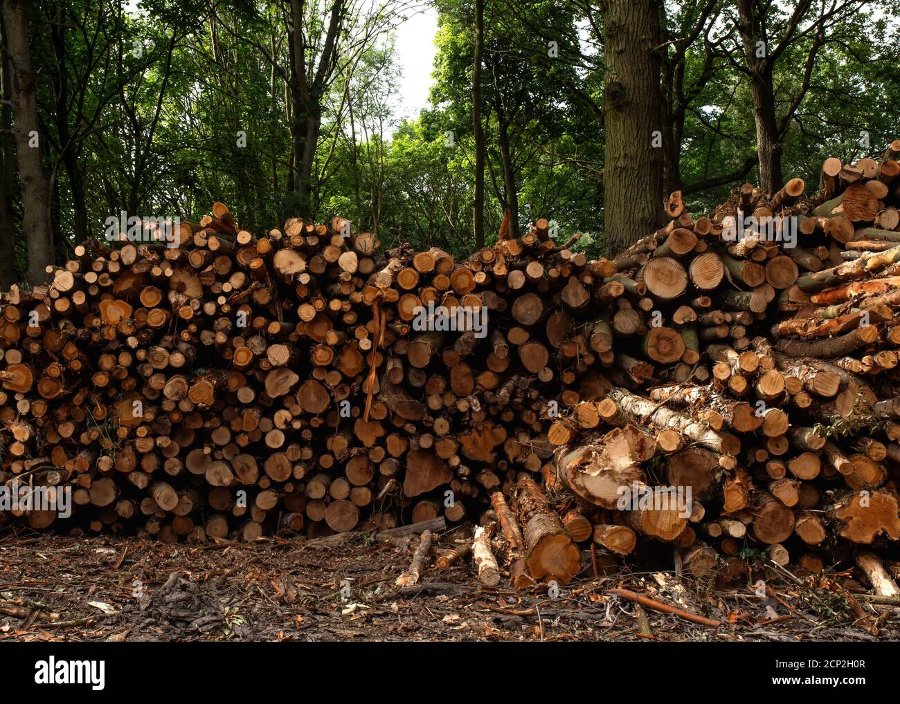 A big wood pile for firewood hi-res stock photography and images - Alamy