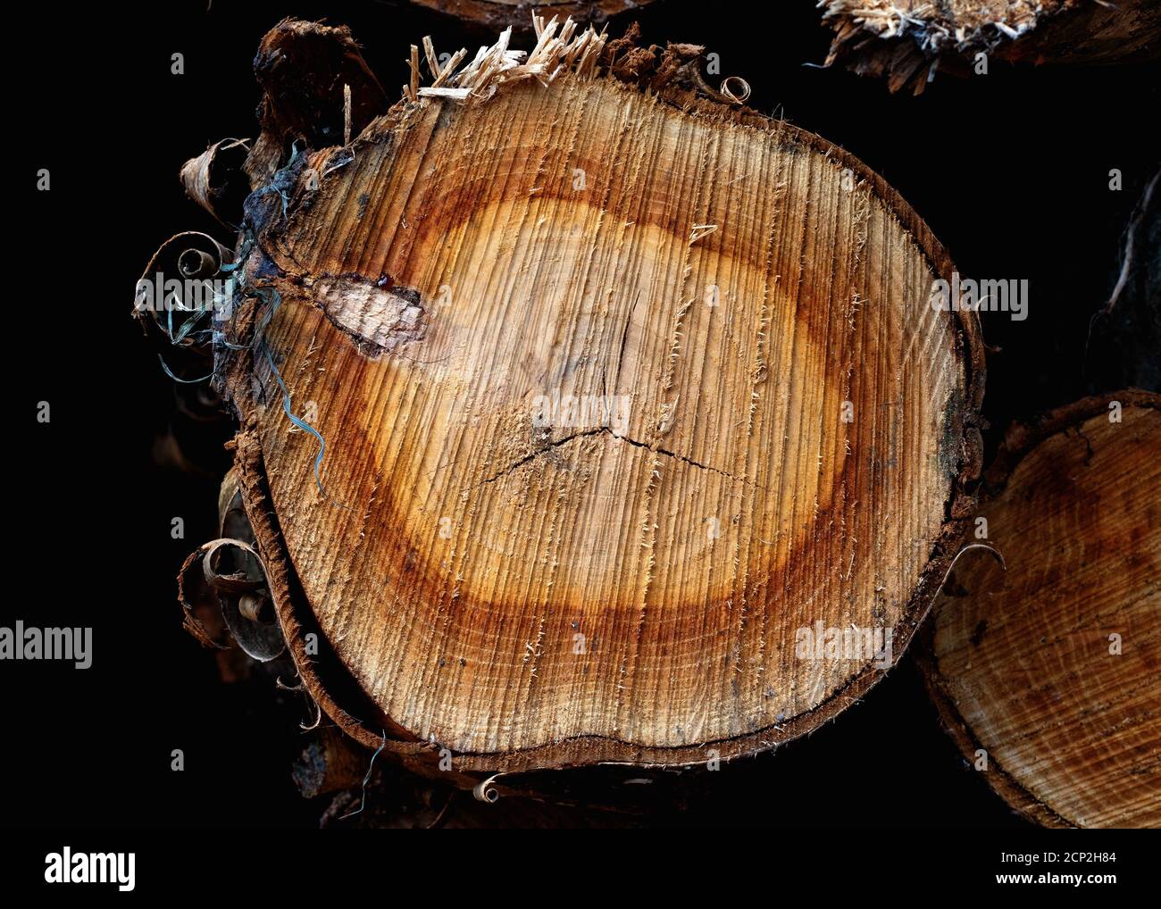 cross section of tree trunk in forest Stock Photo - Alamy