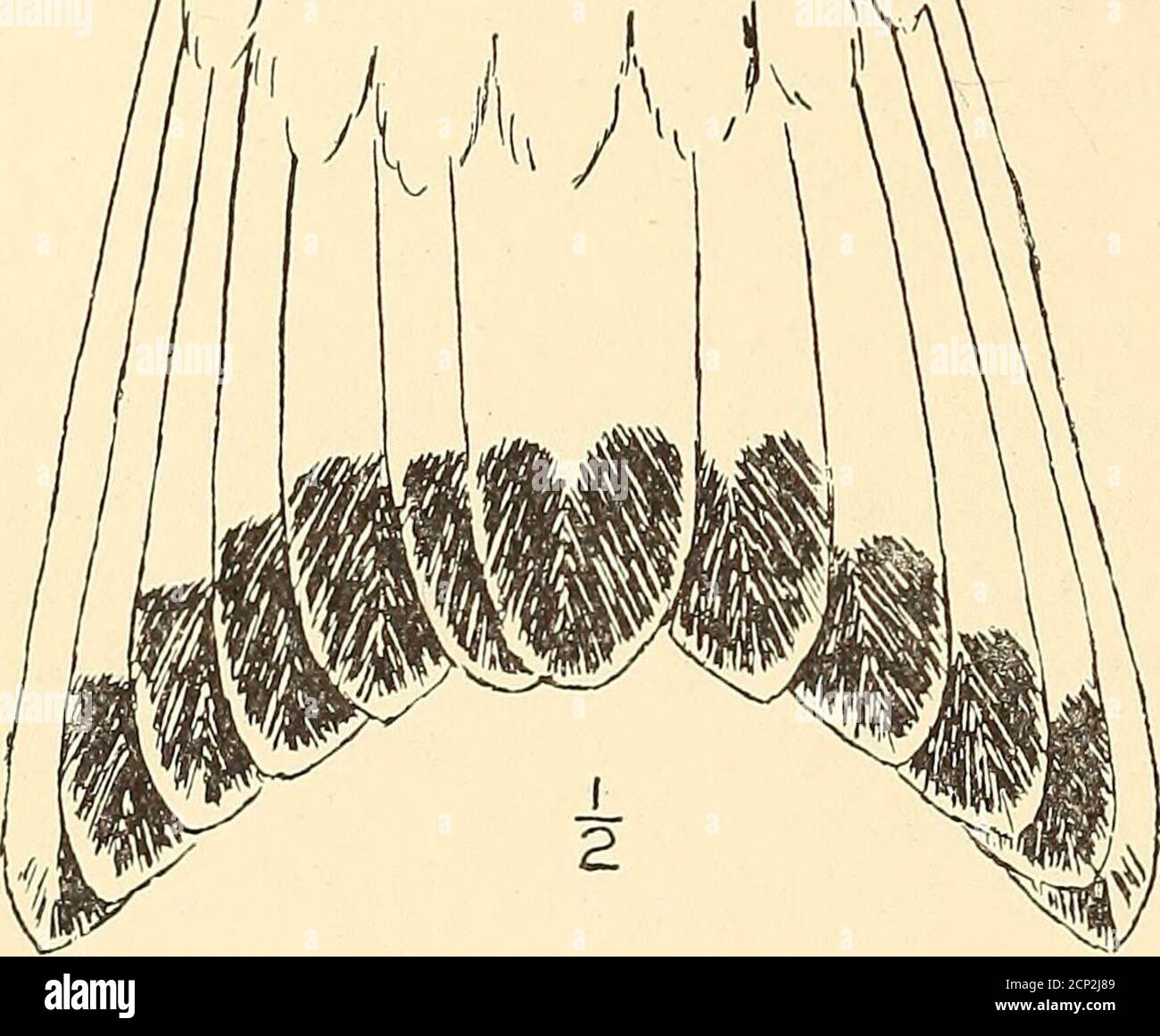 Primary wing coverts hi-res stock photography and images - Alamy