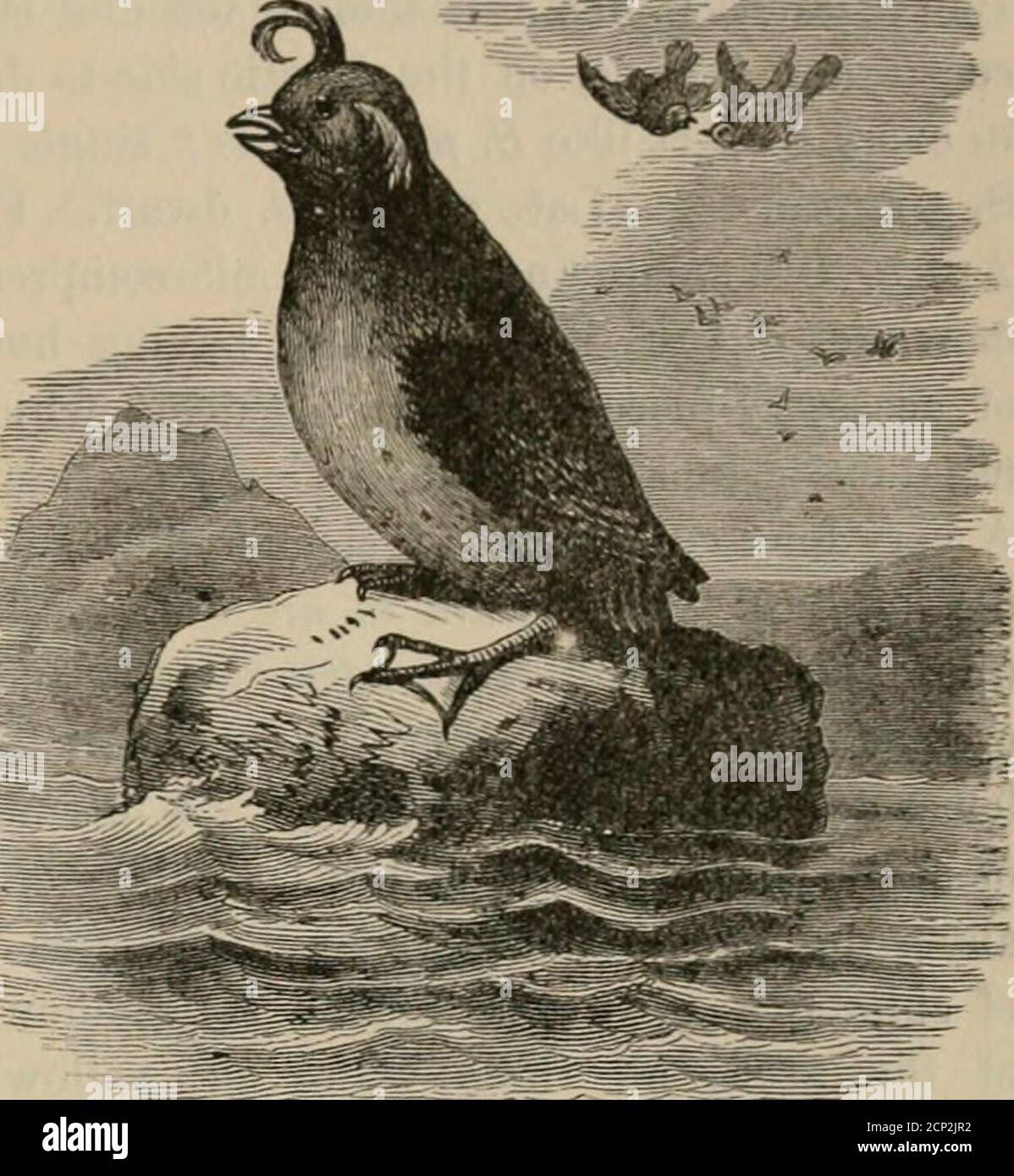 Conic bill hi-res stock photography and images - Alamy