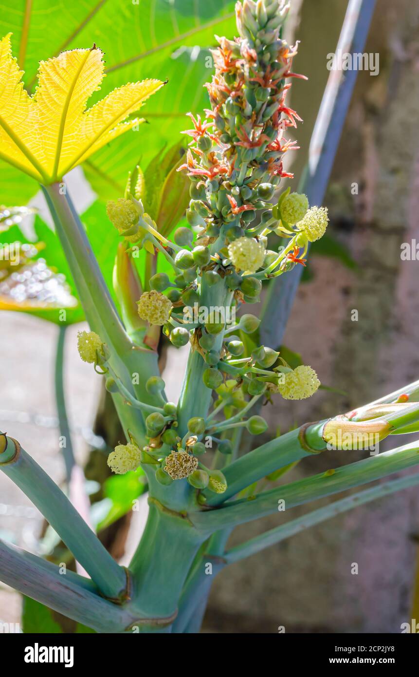 Oilnut tree hi-res stock photography and images - Alamy