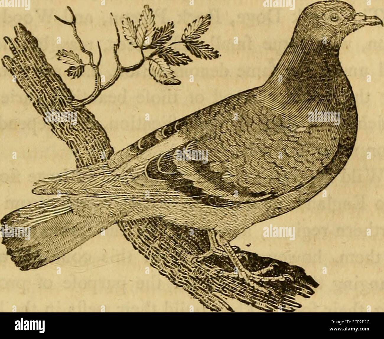 . History of British birds : the figures engraved on wood . BRITISH ...