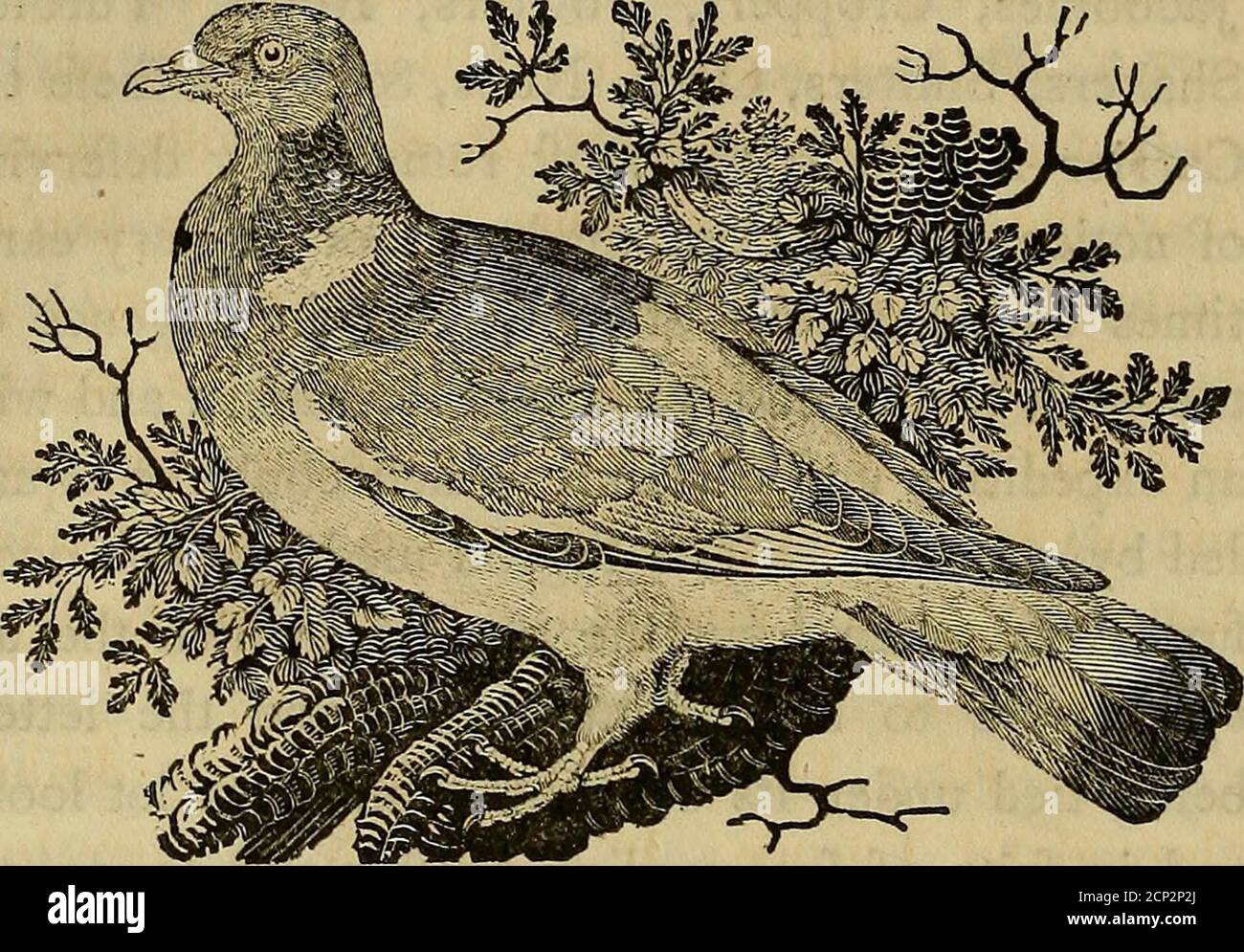 Pigeon intelligence hi-res stock photography and images - Alamy