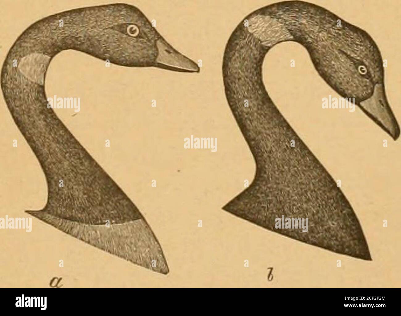 Branta scopoli hi-res stock photography and images - Alamy