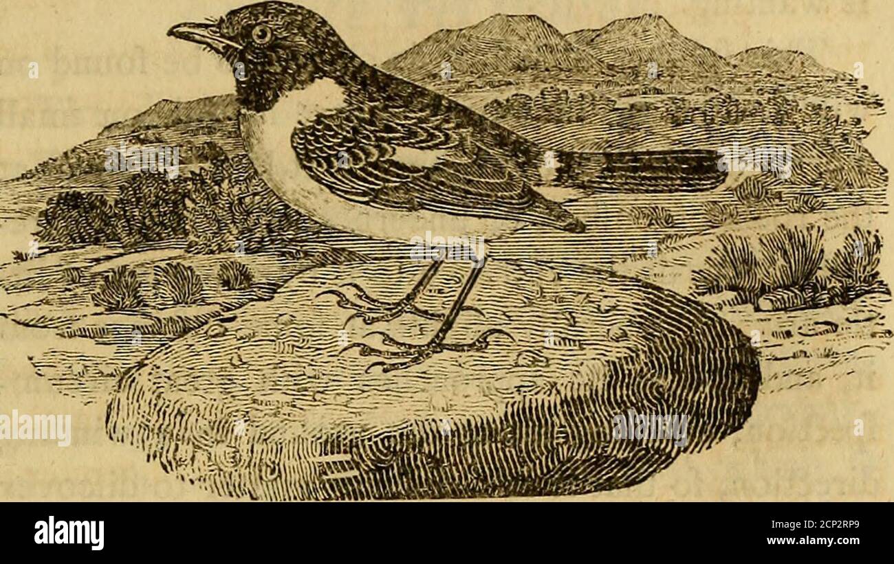 . History of British birds : the figures engraved on wood . BRITISH ...