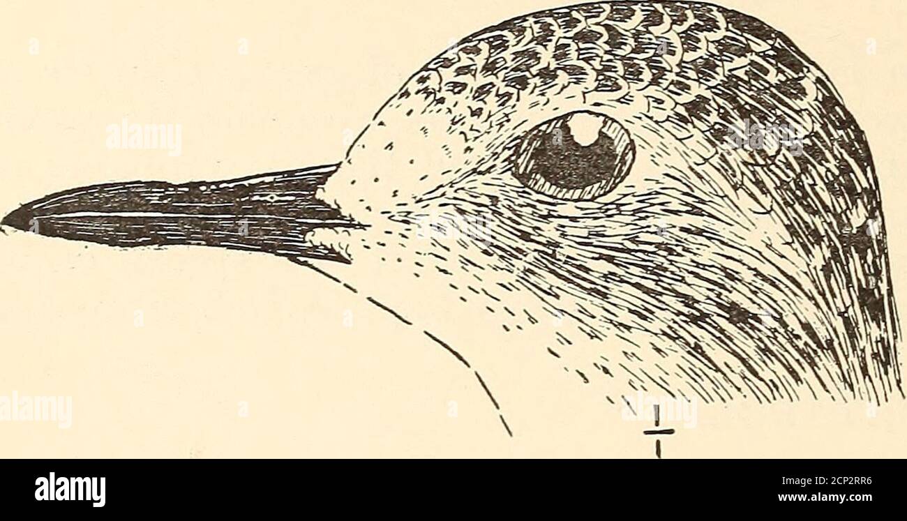 . A practical handbook of British birds . es ash-brown tipped white ...