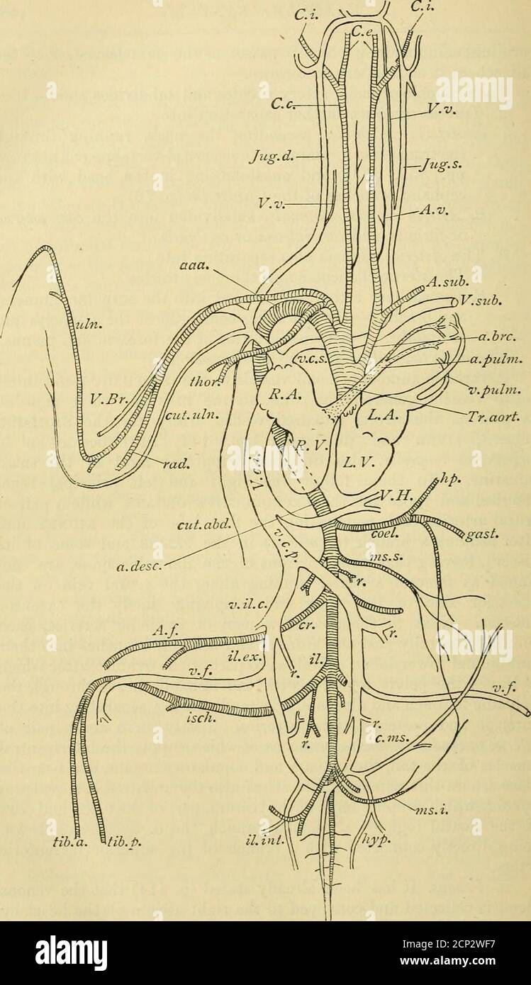 . A dictionary of birds . nd lower lobes, as well as to part of the ...