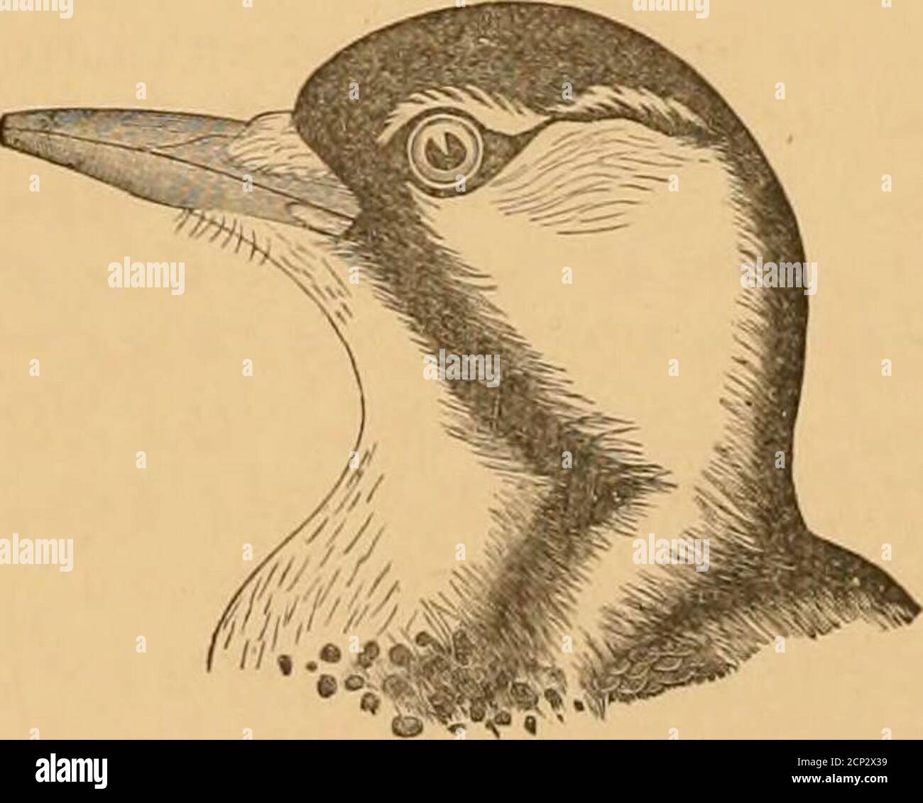 Cass bird hi-res stock photography and images - Alamy