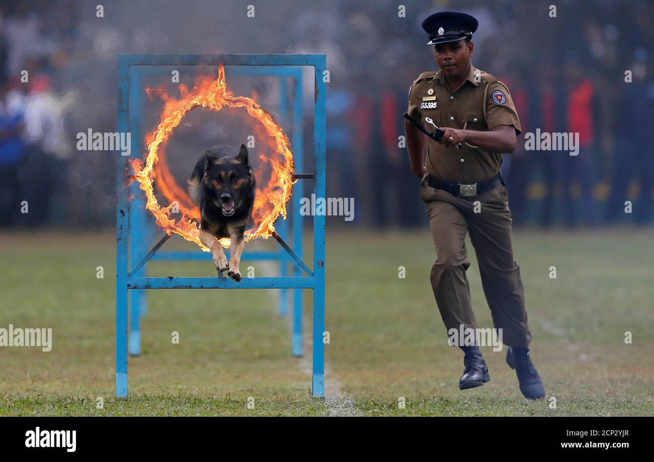 How Are Police Dogs Trained