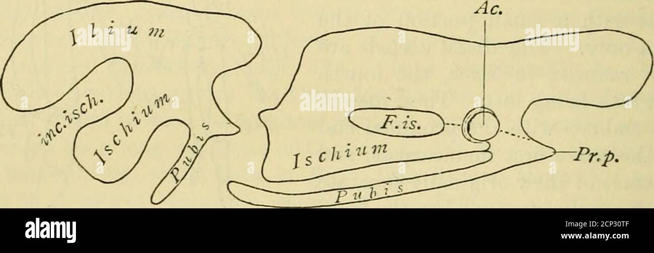 Pollex skeleton hi-res stock photography and images - Alamy