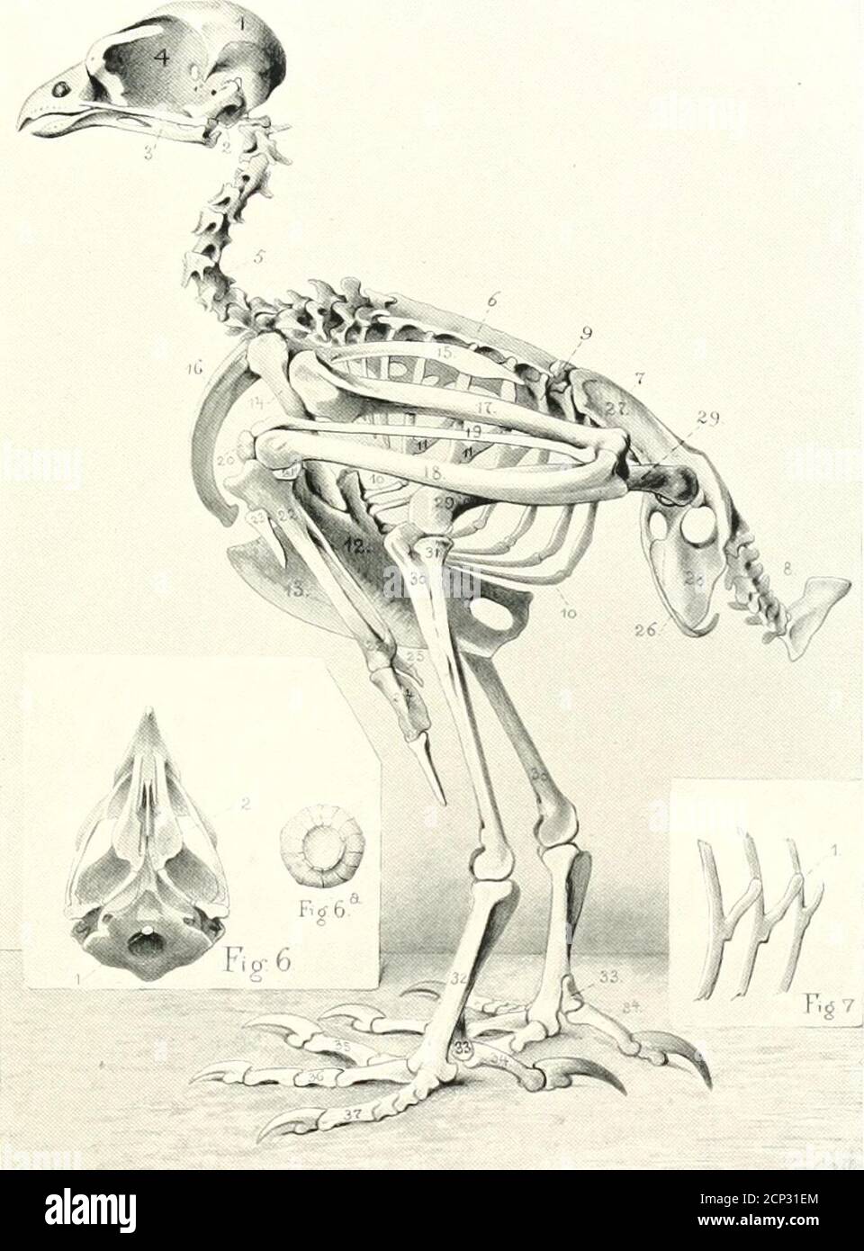 . Guide to the gallery of birds in the Department of Zoology of the ...